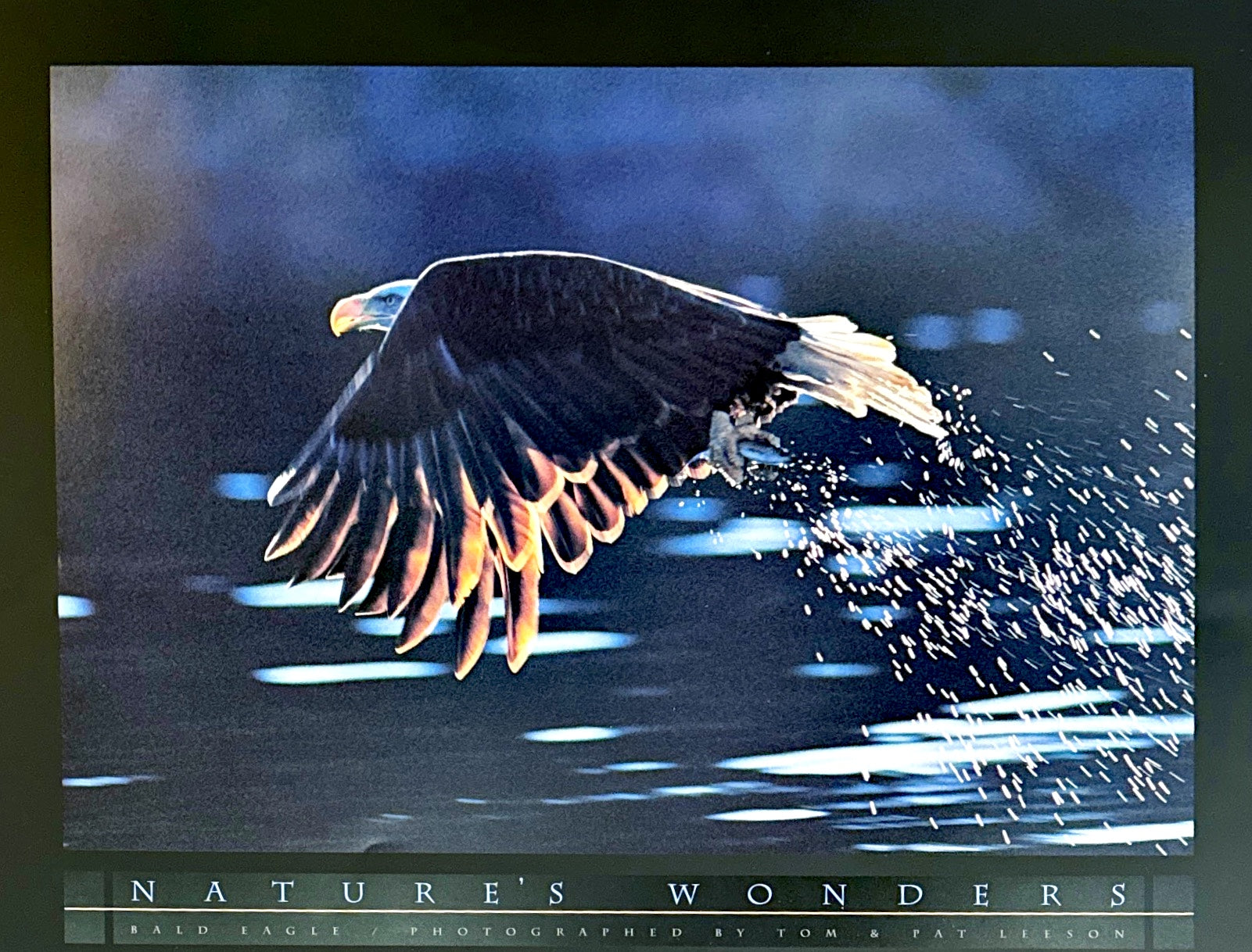 Bald Eagle Poster - Tom & Pat Leeson – Cunningham Gallery