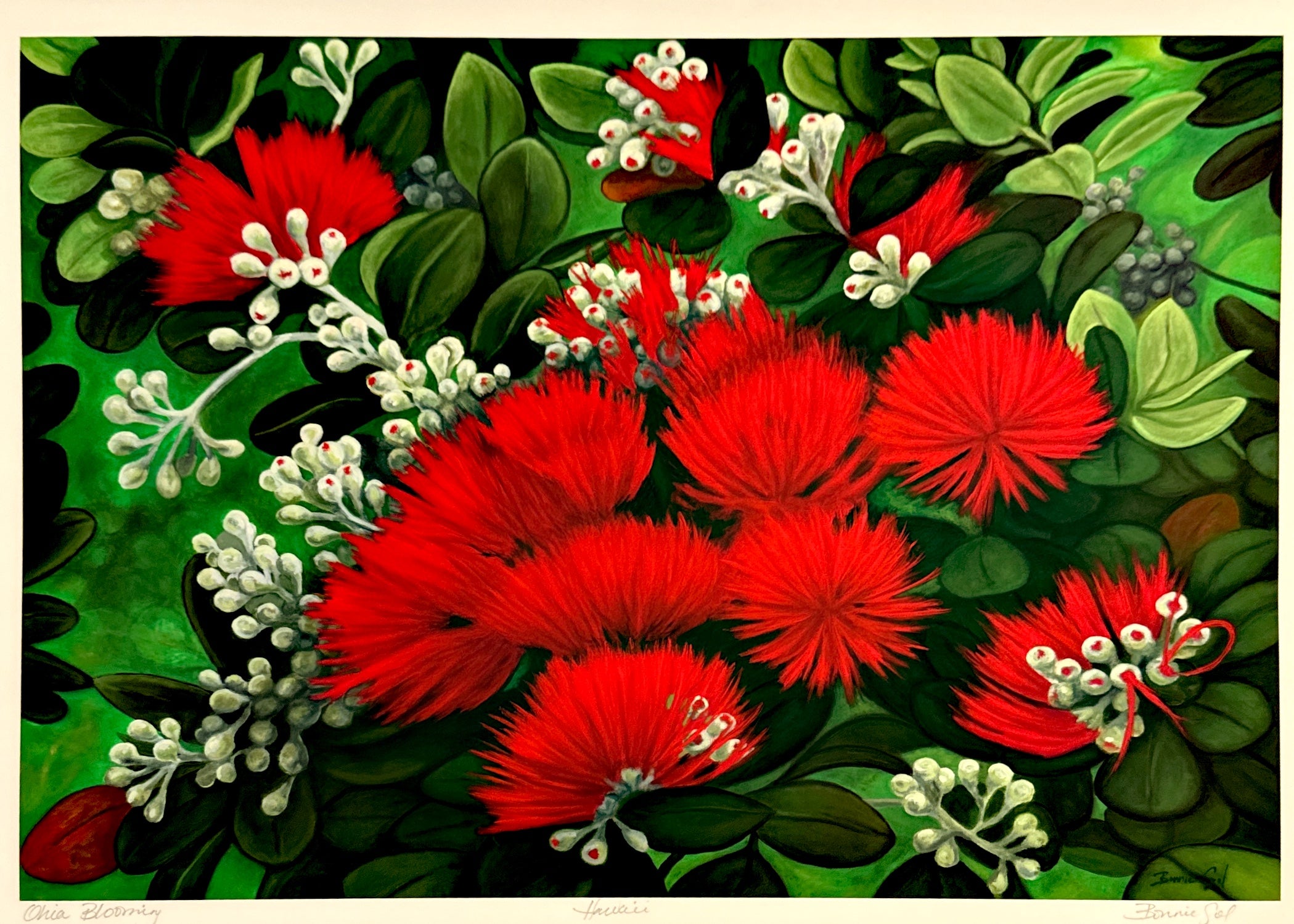 "Ohia Blooming" Signed Print - Bonnie Sol – Cunningham Gallery